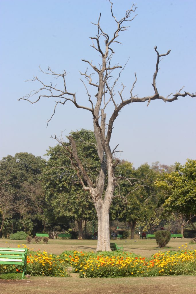 dry tree in garden - PixaHive
