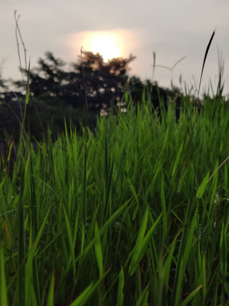 field of grass - PixaHive