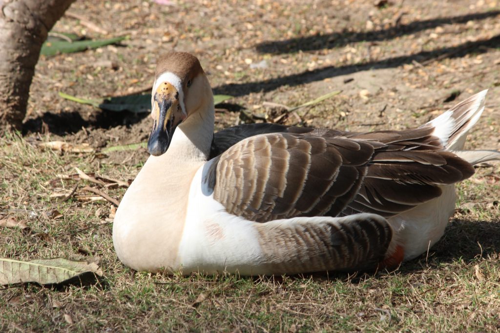 sitting duck - PixaHive