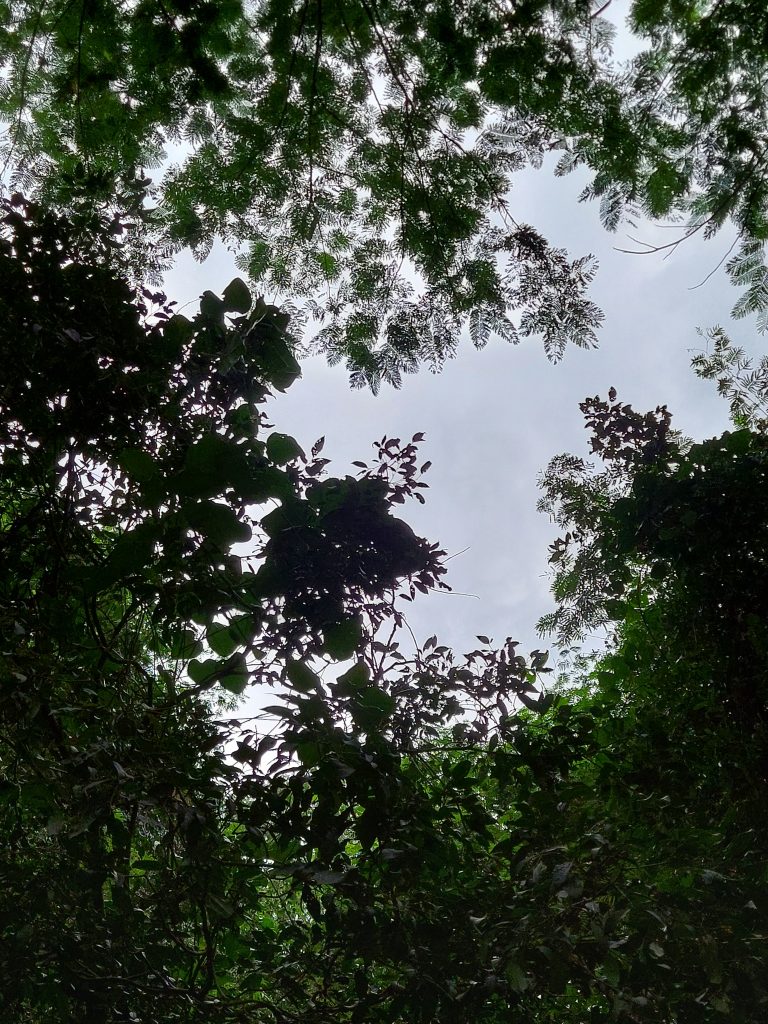 upward view of group of trees against clouds - PixaHive