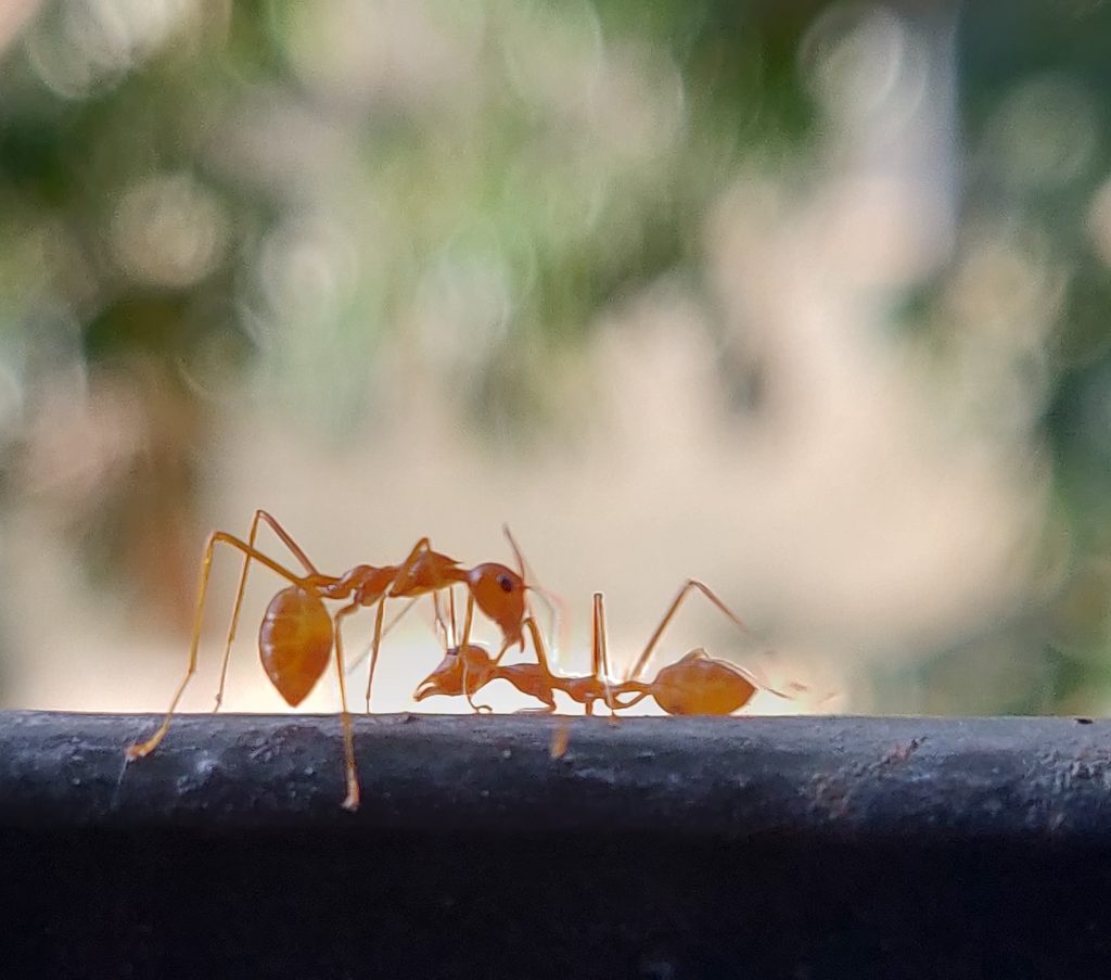 2 ants fighting - PixaHive