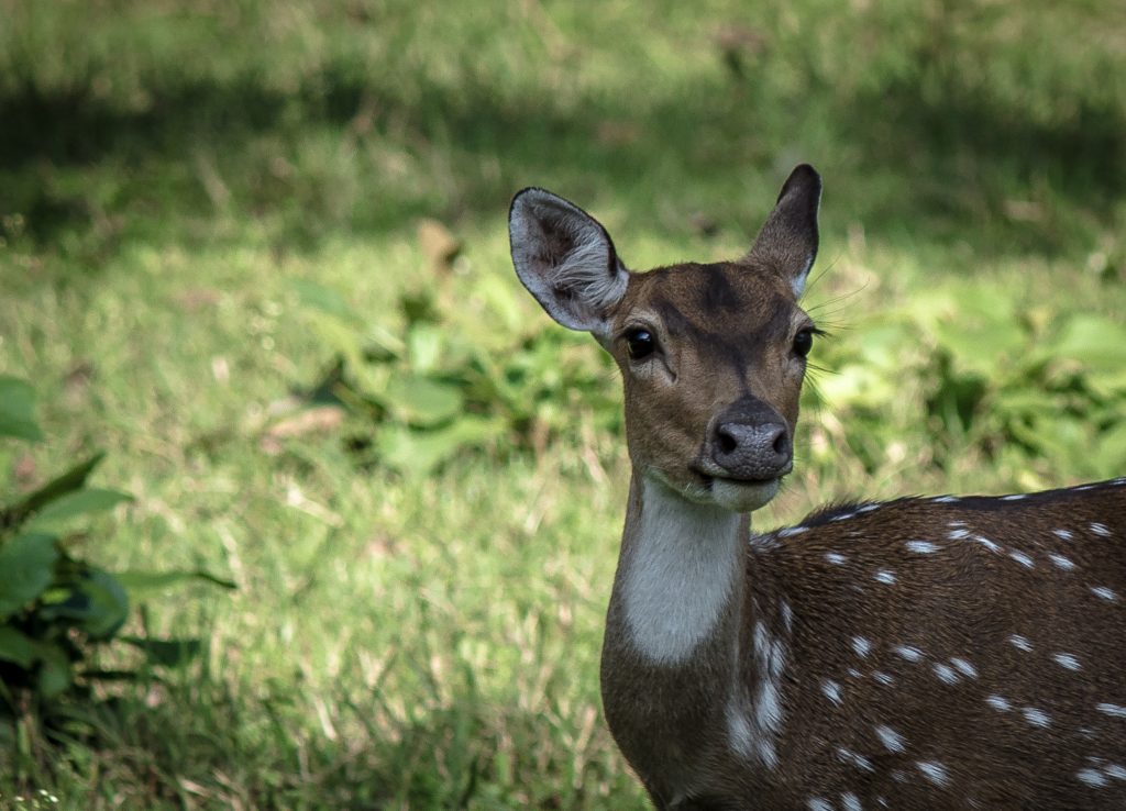 A Curious Chital Deer - PixaHive