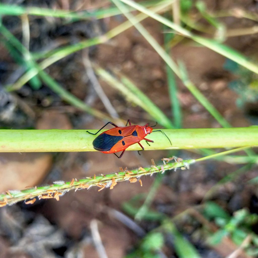 A Red bug - PixaHive