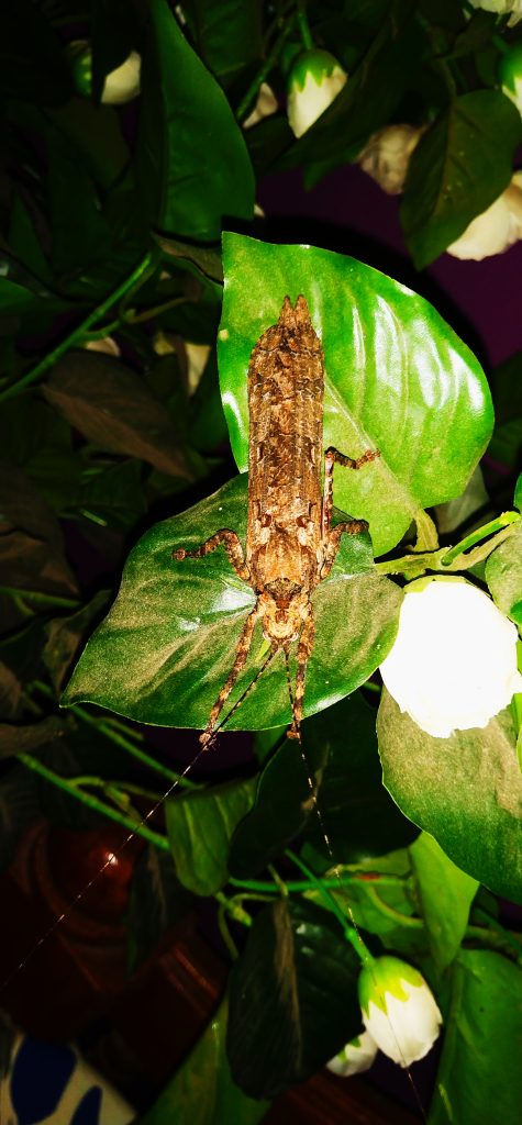 A Sathrophyllia - PixaHive