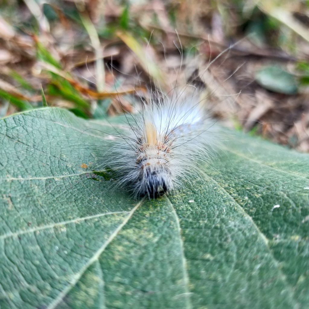 A beetle worm - PixaHive