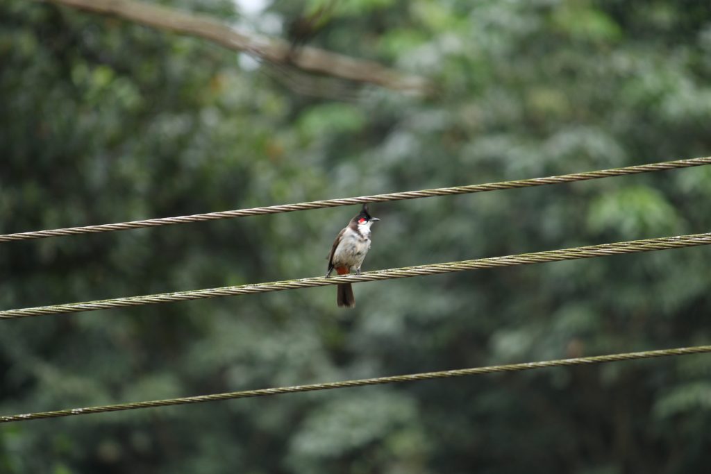 A bird on an electric line - PixaHive