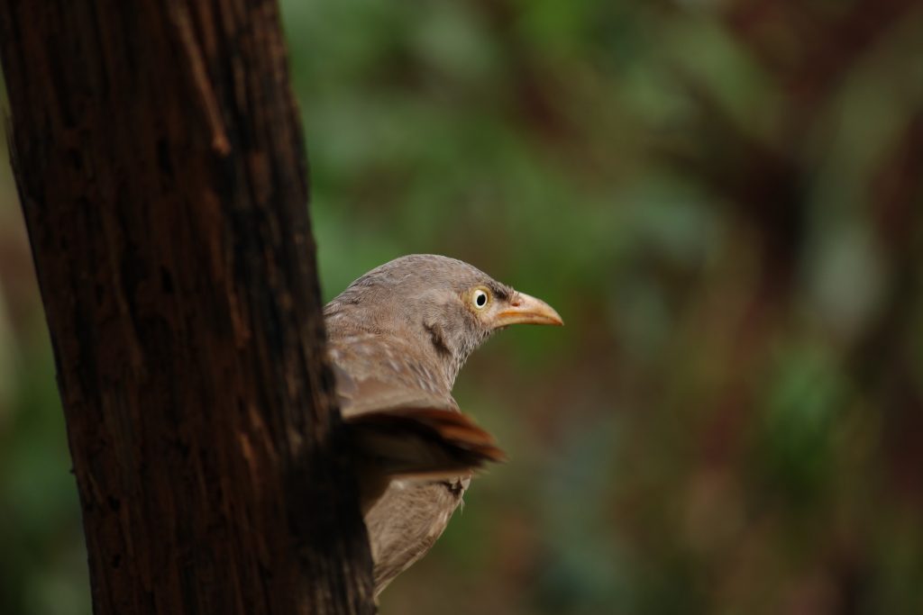 A bird sitting on a tree. - PixaHive