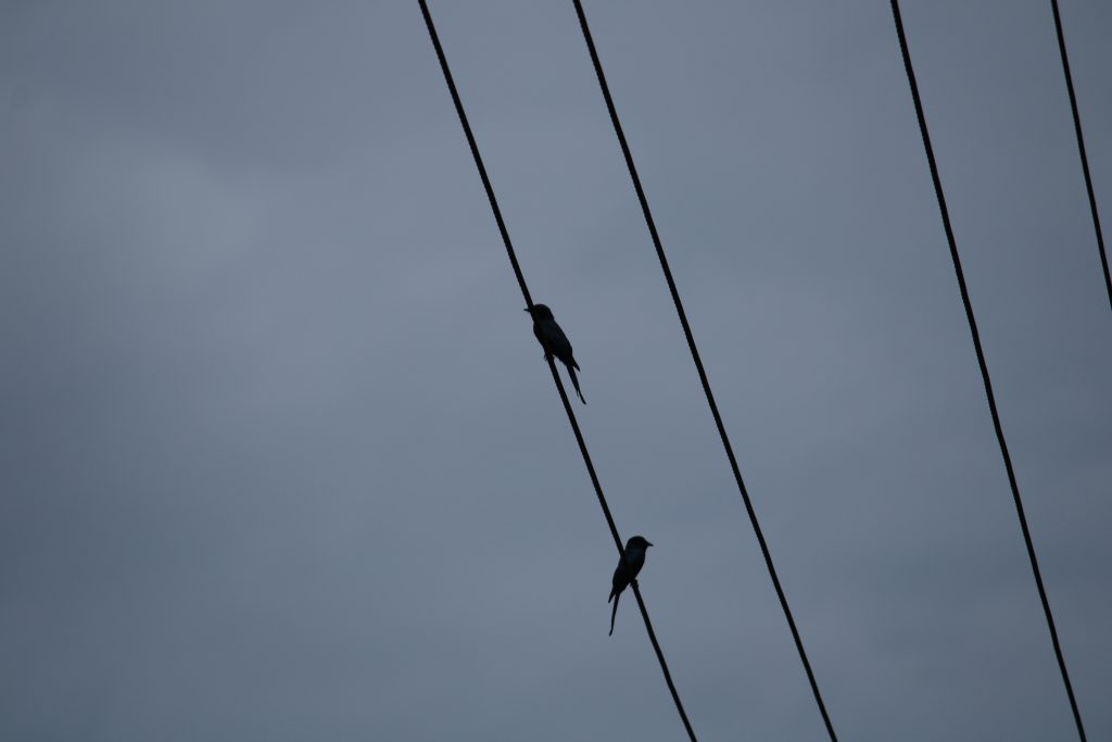 Birds sitting on electric line - PixaHive