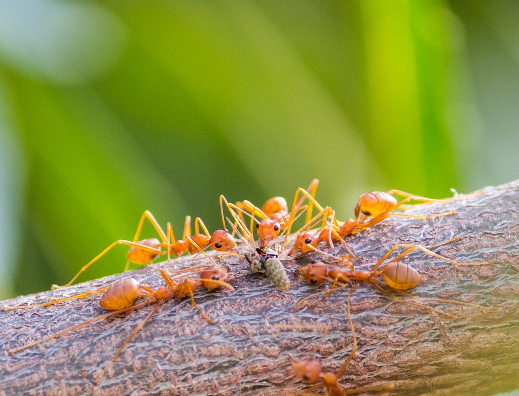 A colony of ants - PixaHive