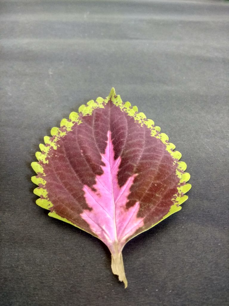 A colorful leaf - PixaHive