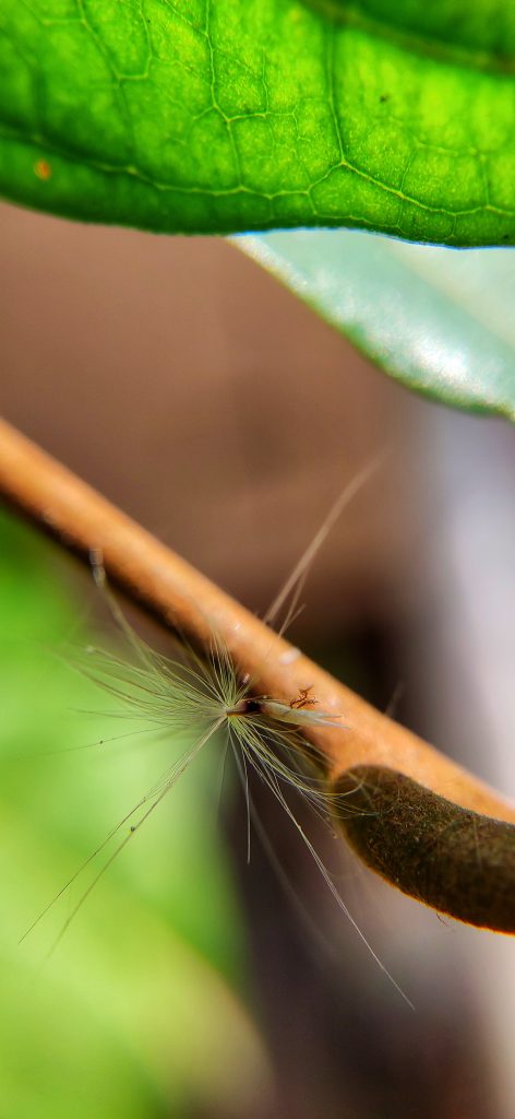 A creature - PixaHive