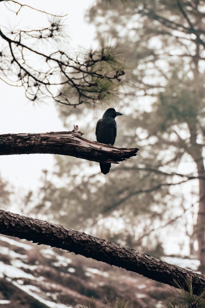A crow sitting on a branch - PixaHive