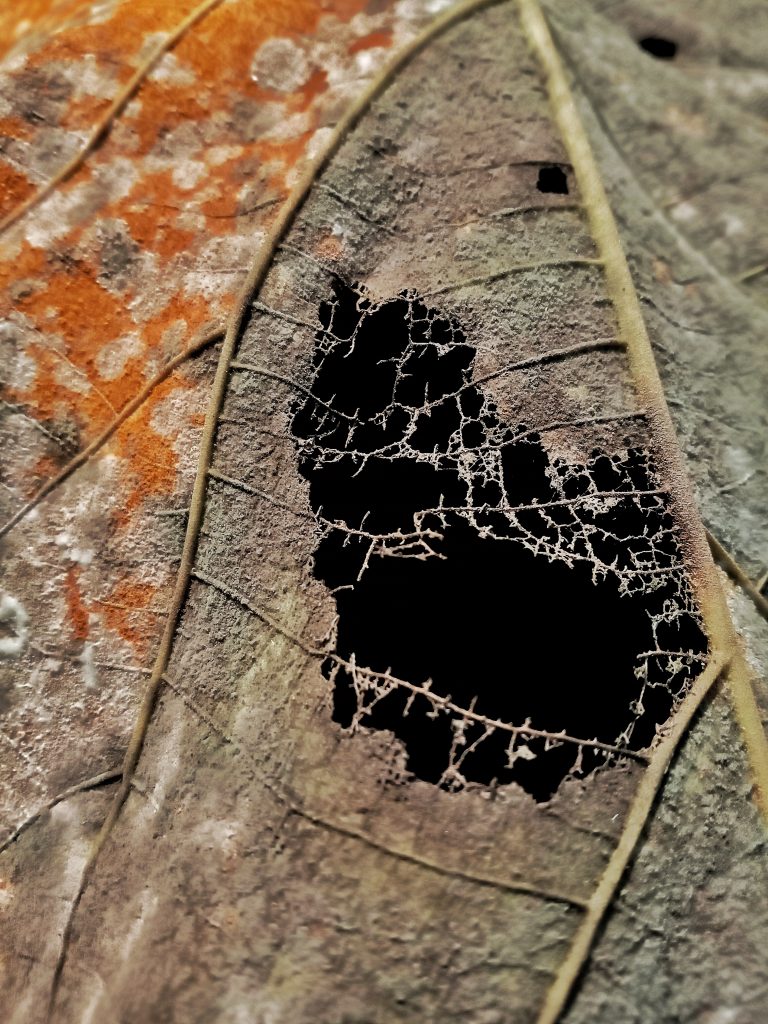 A dead leaf - PixaHive