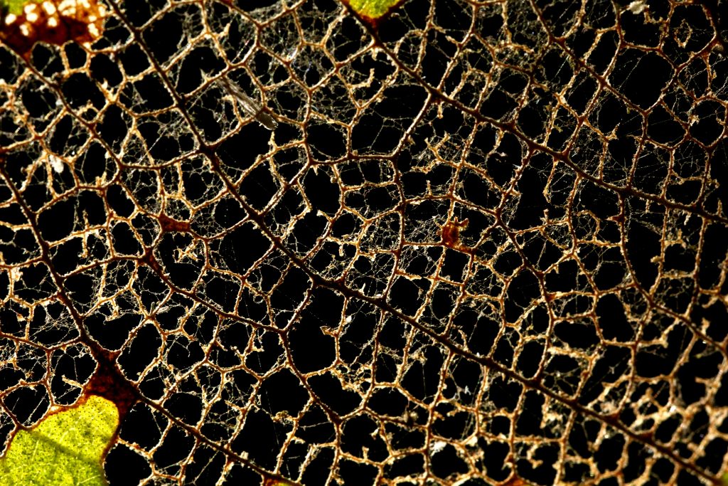 A dead leaf - PixaHive