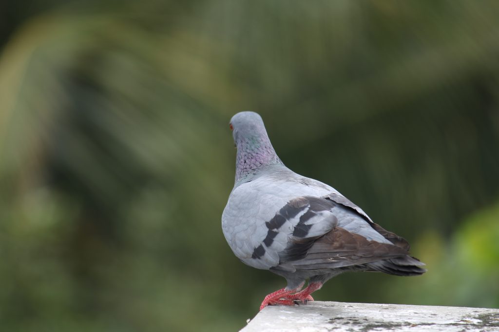 A dove sitting. - PixaHive