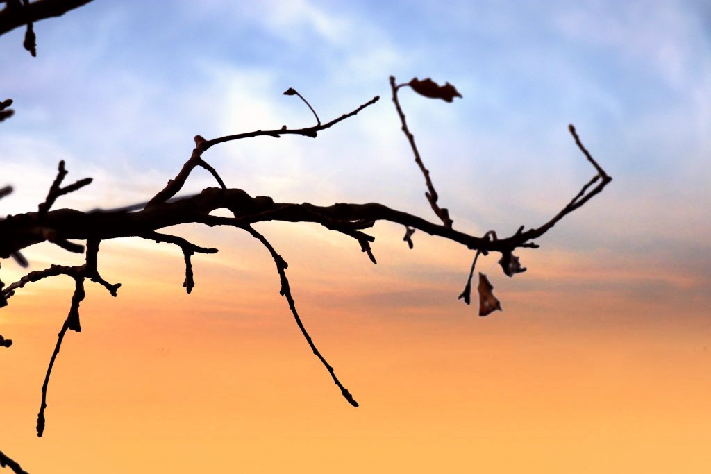 A dry branch - PixaHive