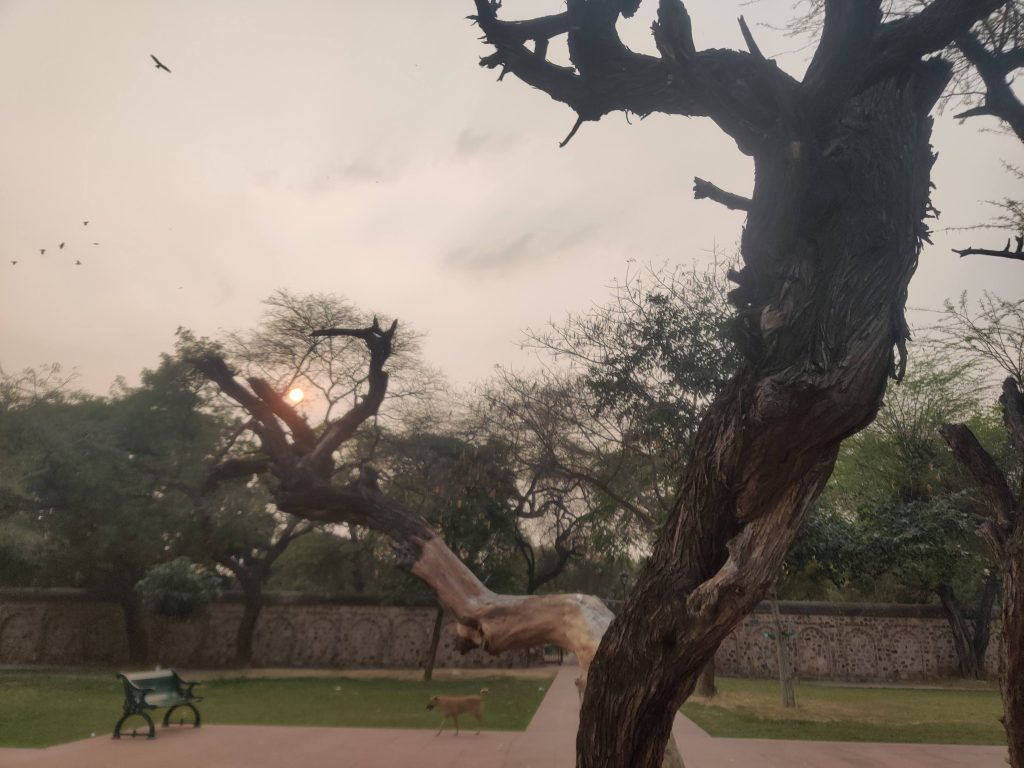 A dry tree in a park - PixaHive