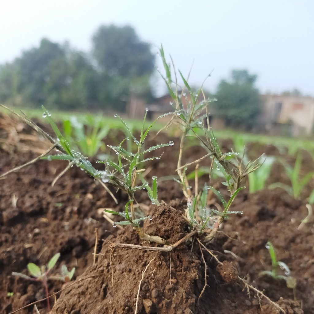 dew drop on crop - PixaHive