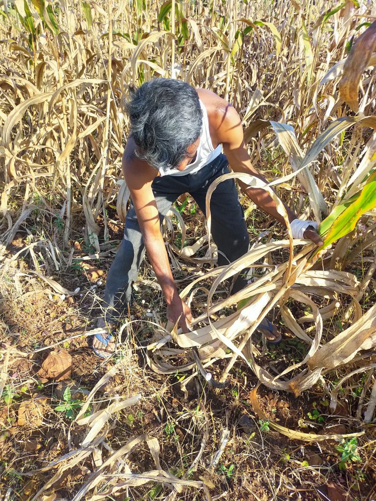 A farmer cutting animal fodder - PixaHive