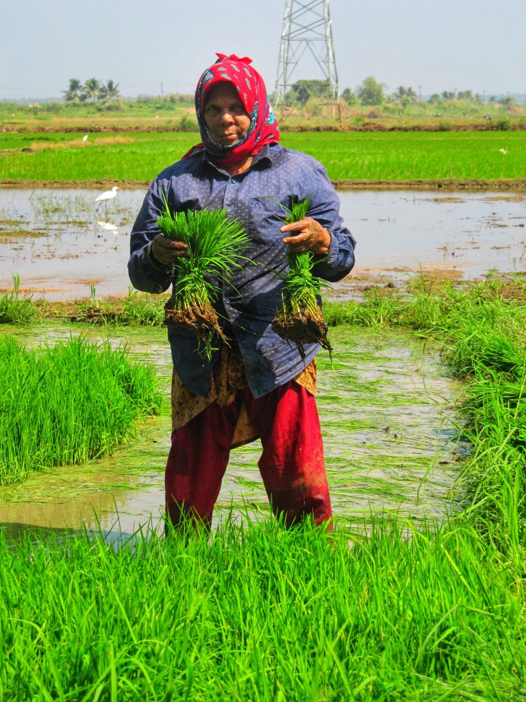 A farmer in a paddy field - PixaHive