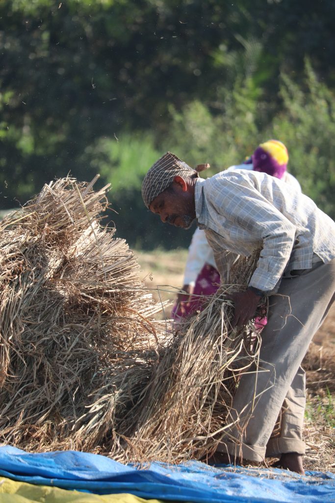 A farmer with rice plants bundle - PixaHive