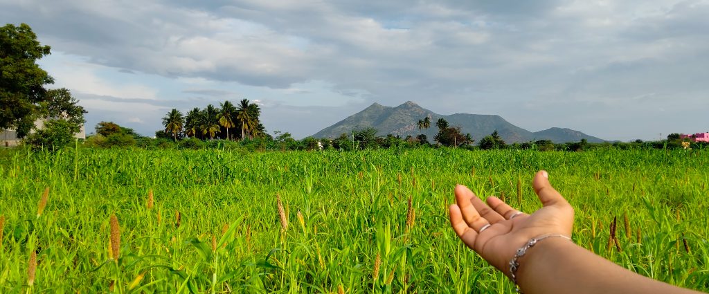 A farmer's hand towards crops - PixaHive