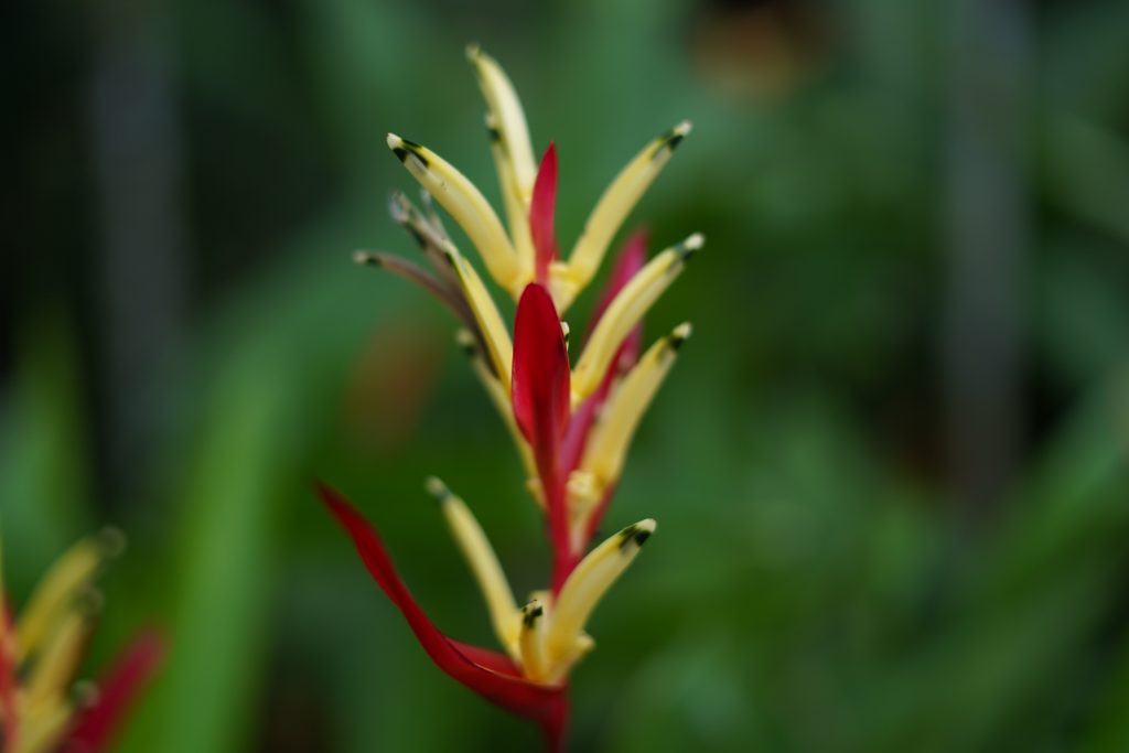 A flowering plant - PixaHive