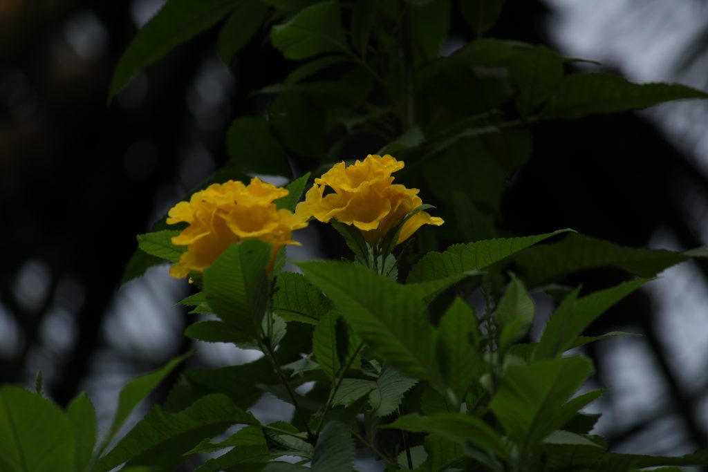 A flowering plant - PixaHive