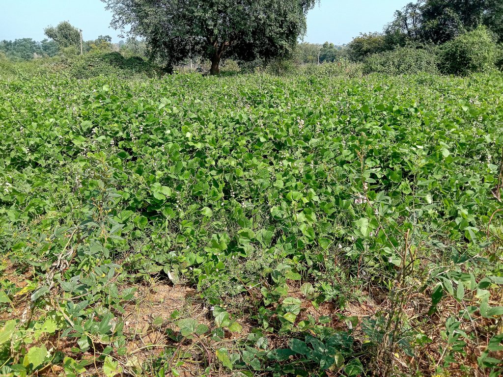 Green Field - PixaHive