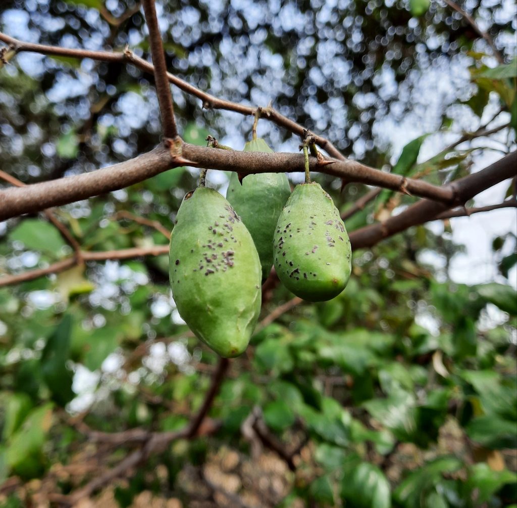 A fruit tree - PixaHive