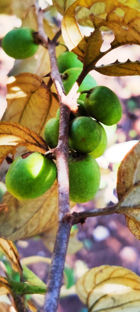 A fruit tree - PixaHive
