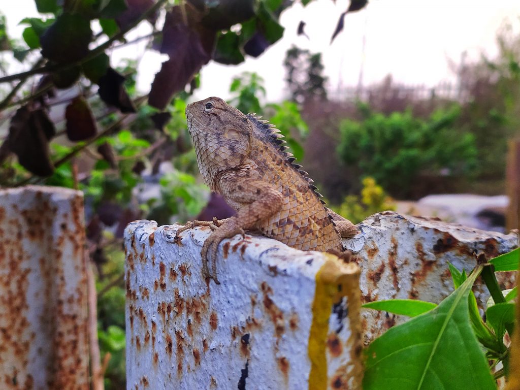 A garden Lizard - PixaHive