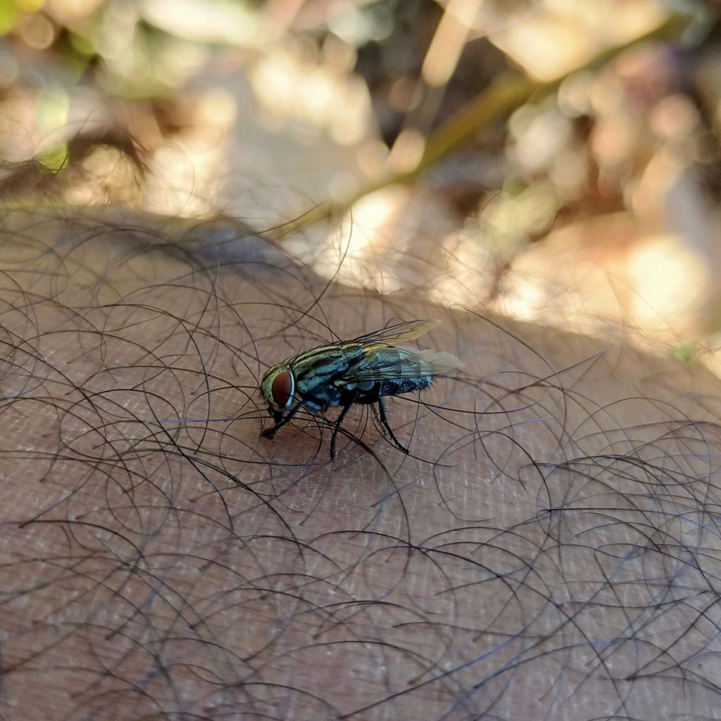 A hous fly - PixaHive