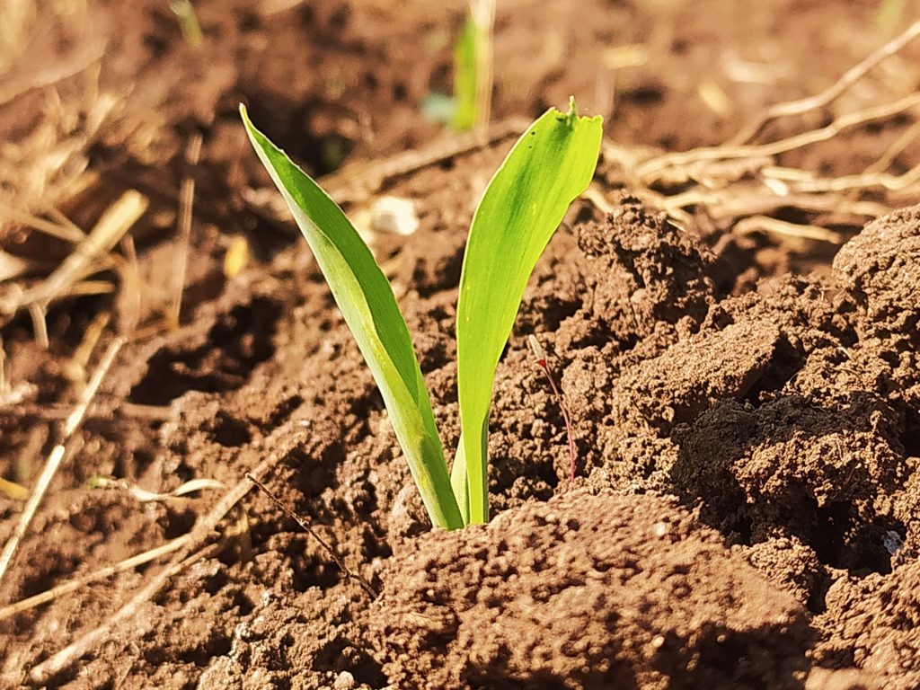 A maize plant - PixaHive