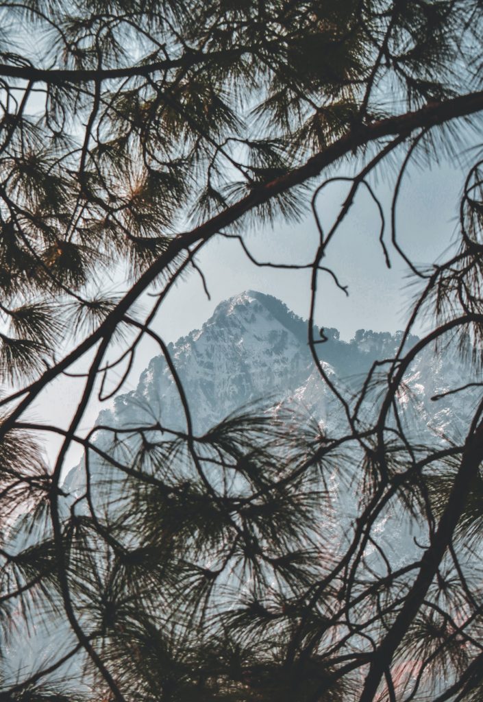 Mountain and pine tree branches - PixaHive