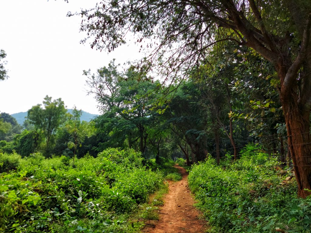 A narrow path into the forest , Trekking - PixaHive