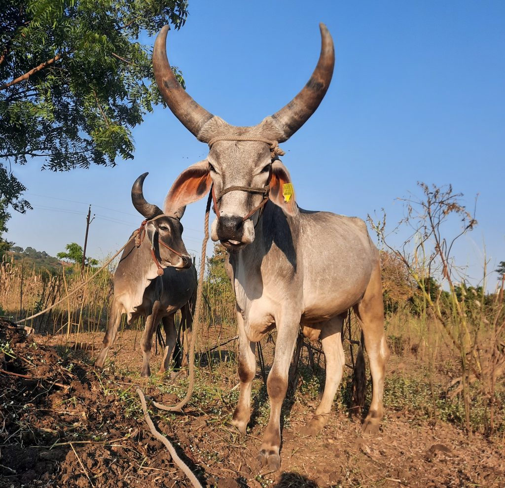 A pair of bullocks - PixaHive