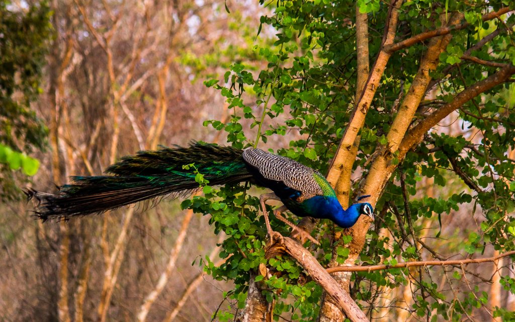 A peacock on a tree - PixaHive