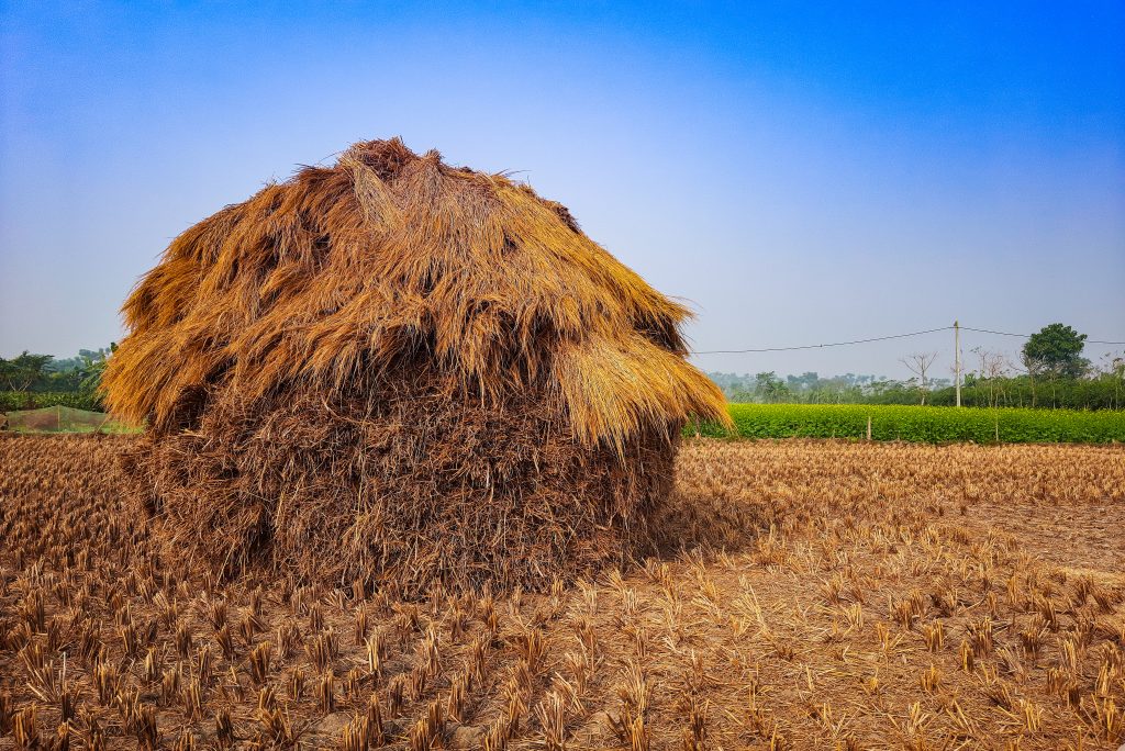 A pile of paddy - PixaHive