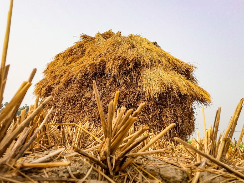 A pile of rice crops - PixaHive