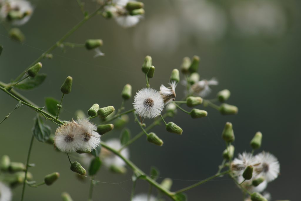 close-up of wildflowers - PixaHive