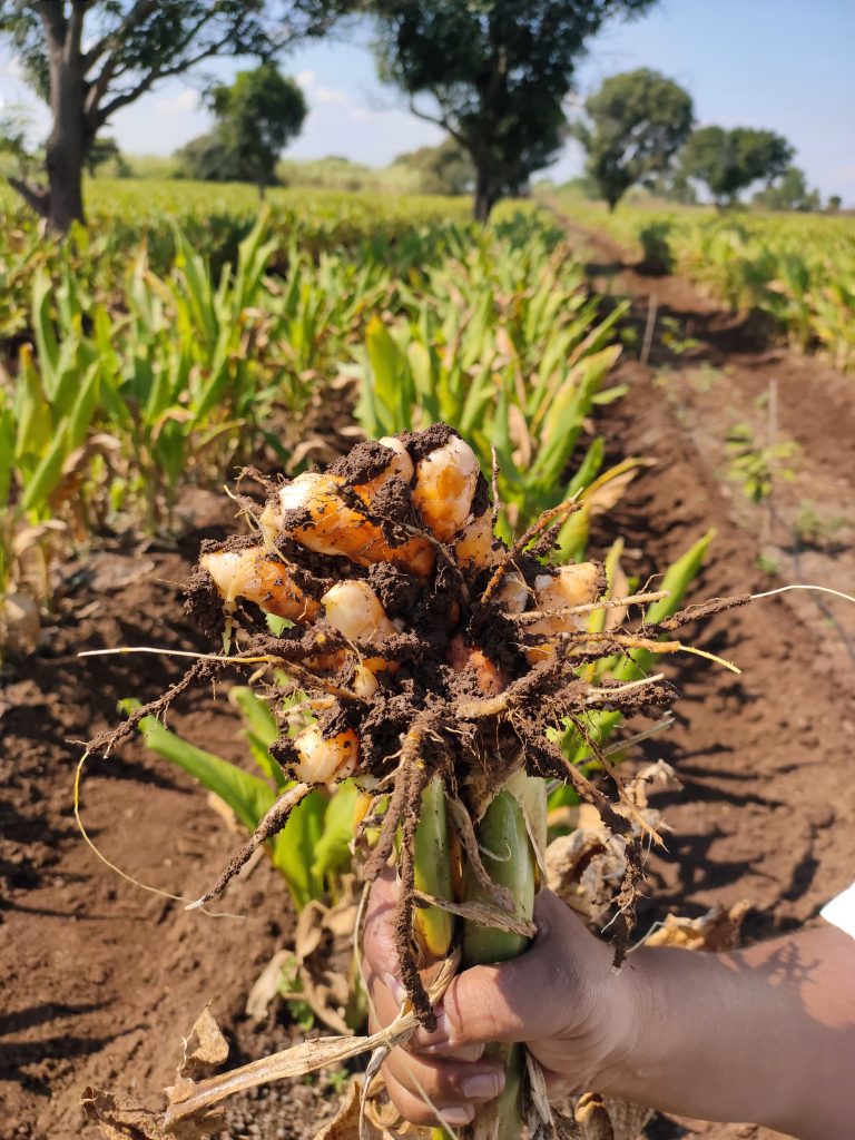 A plant roots in hand - PixaHive