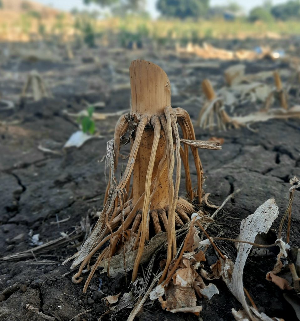 A root stump of maize plant - PixaHive