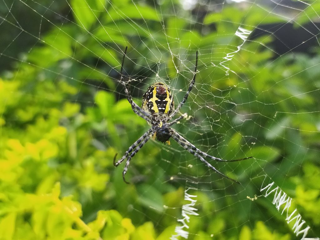 A spider on a net - PixaHive