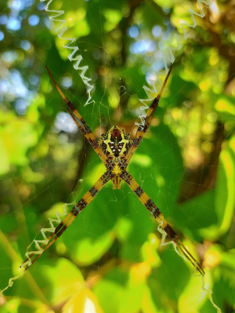 A big spider - PixaHive