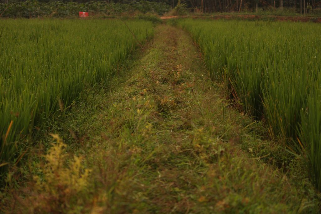 A way between paddy fields - PixaHive