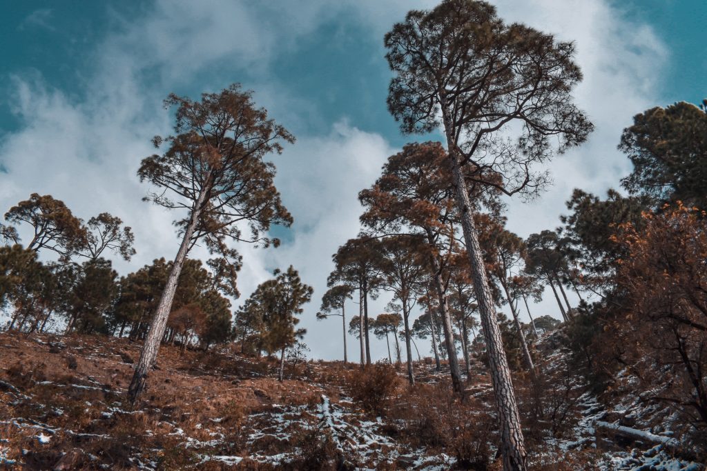 A wide angle shot of the woods - PixaHive