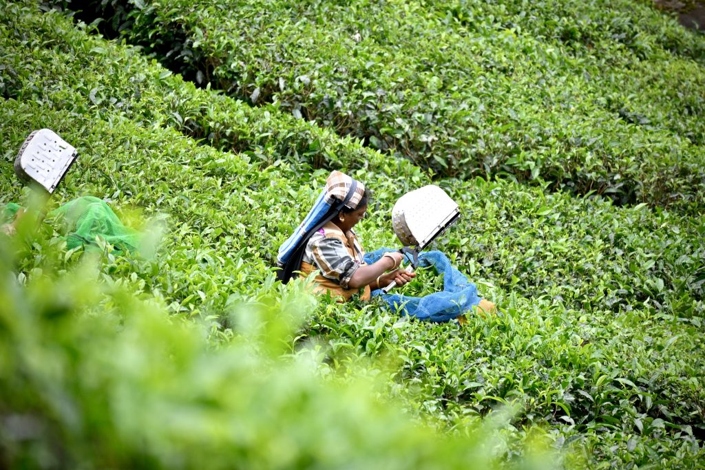 A woman in a tea garden - PixaHive