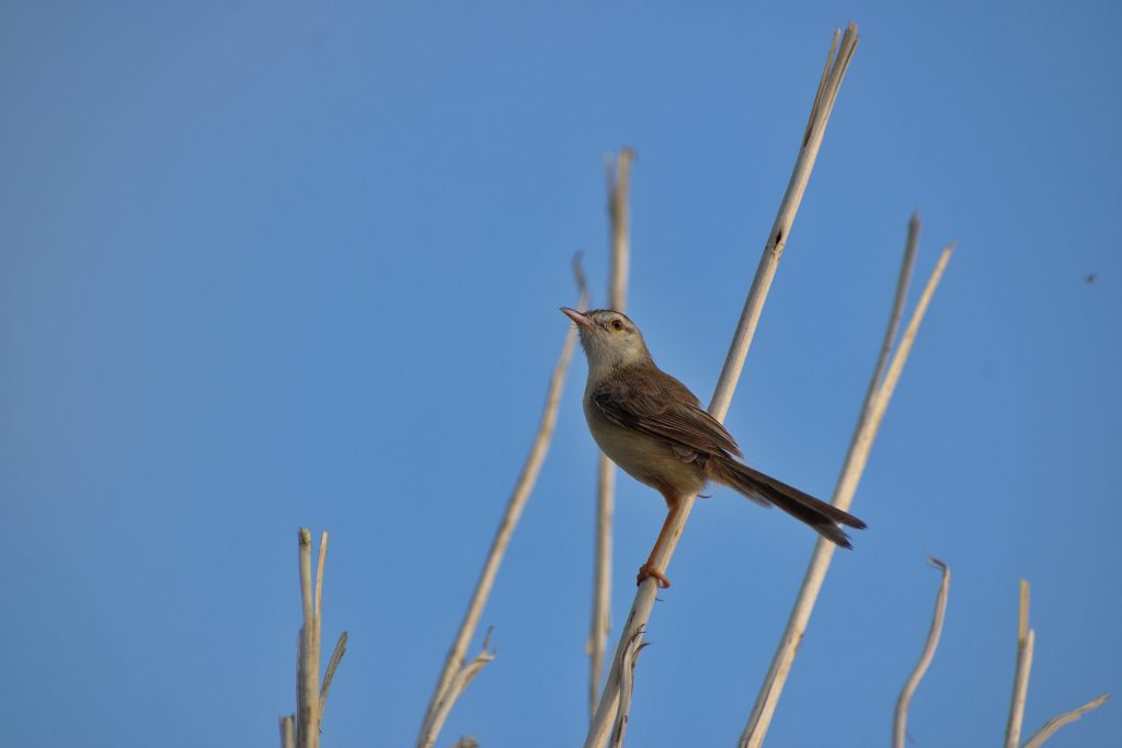 a sitting bird - PixaHive