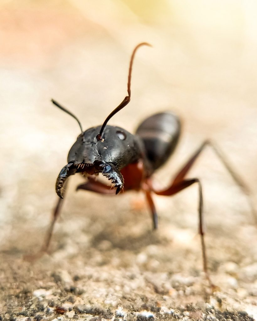 An ant - PixaHive